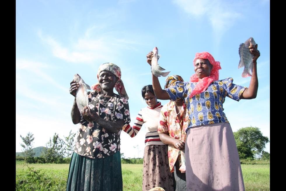 Farm Africa's fish farming project leads to biggest harvest yet ...